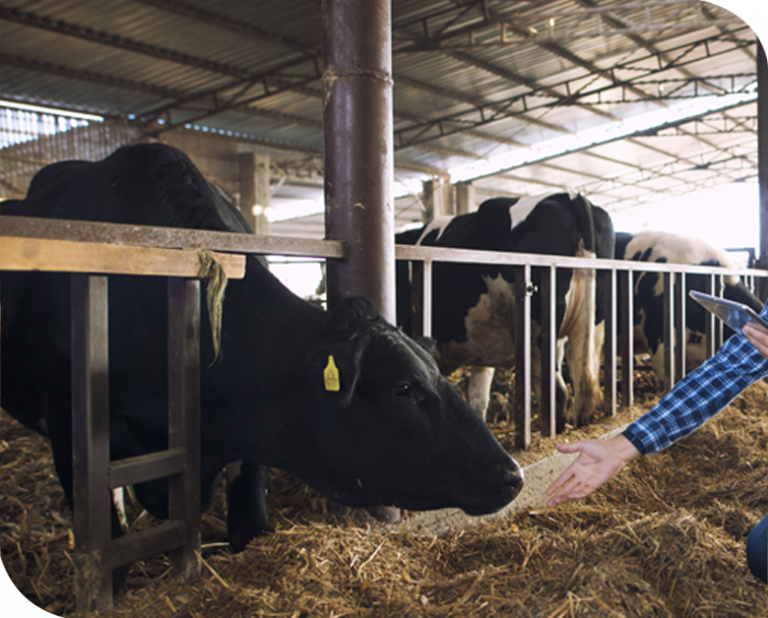 Dairy Cow Feed: Feeding of Dairy Cattle In Dubai | Al Marrai Al Hadeetha