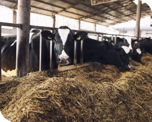 Dairy Cow Feed: Feeding of Dairy Cattle In Dubai | Al Marrai Al Hadeetha