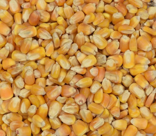 Animal Feed Grains: Best Corn, Barley, Soybean Meal Feed | Al Marrai Al ...